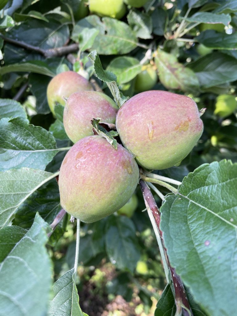 Cider Apples 1 - British Apple Co